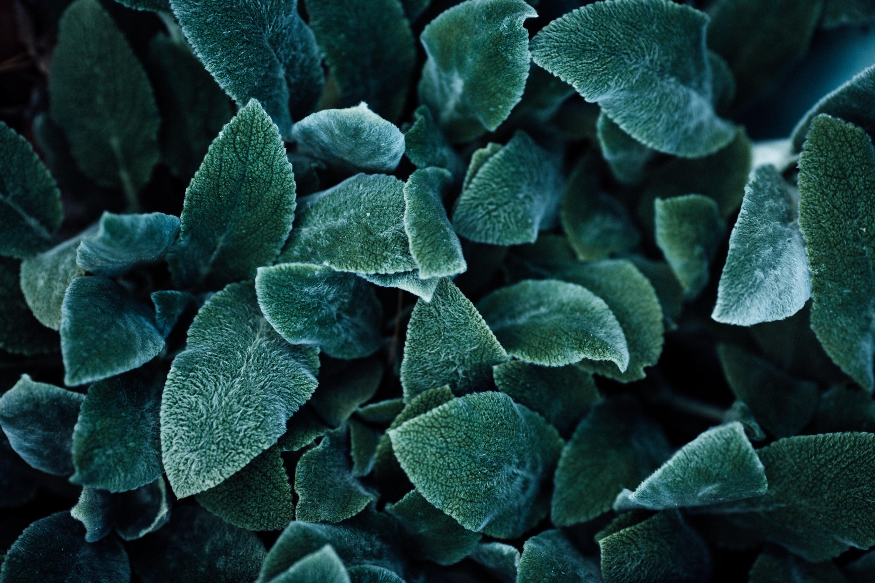 Descubre los beneficios de estas 7 plantas medicinales