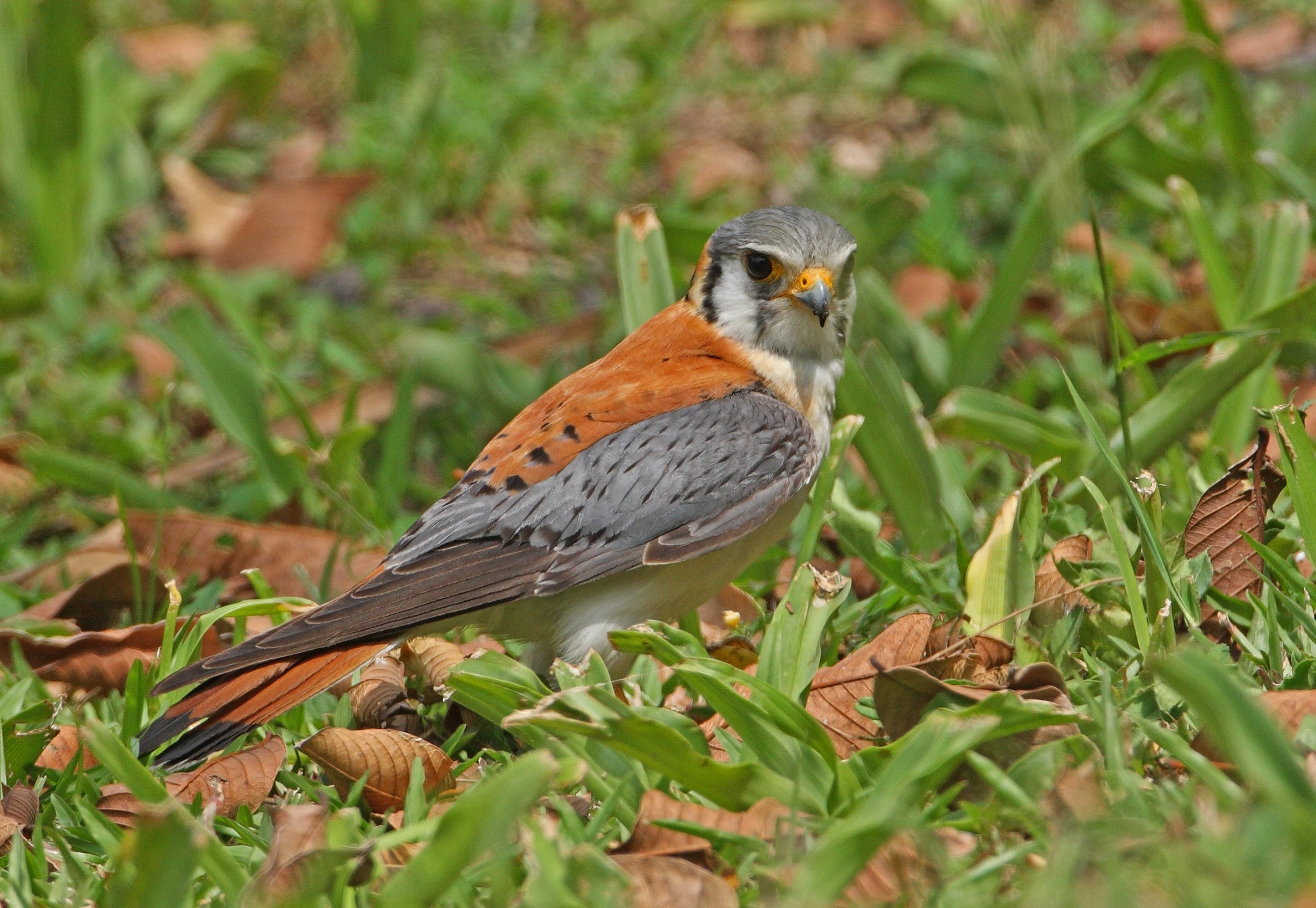 Sostenibilidad: la importancia de las especies nativas para preservar ...